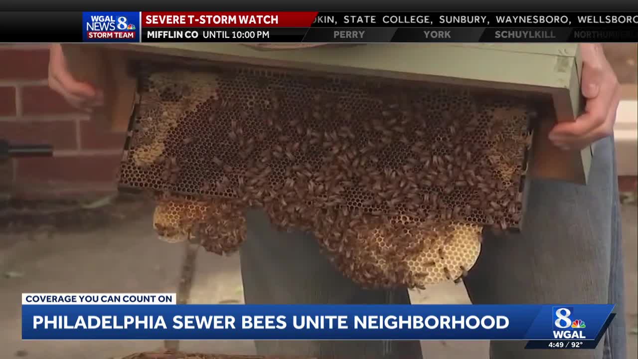 Philadelphia neighbors unite over bees living in sewer