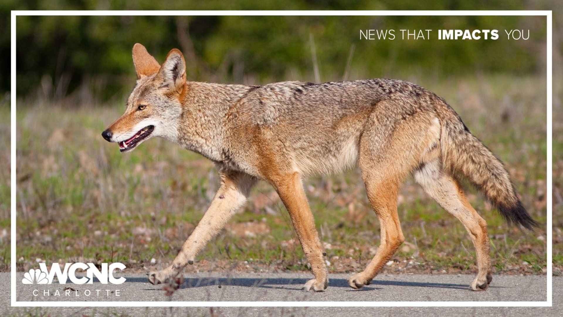 Rabid coyote exposure prompts warning for Huntersville residents