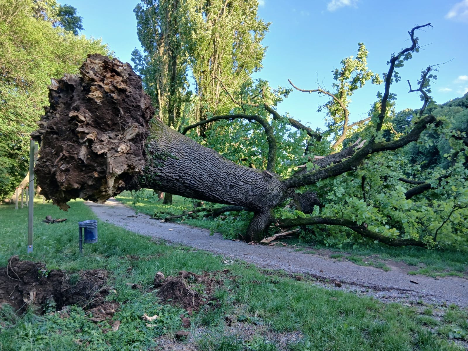 Albiate: un albero cade nel parco aperto durante la bufera, opposizione ...