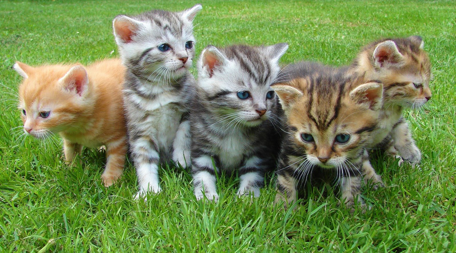What happens when growing kittens first explore past their nest