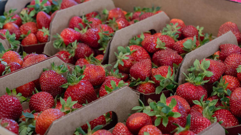 C’est un départ pour la saison des fraises dans la région de Québec