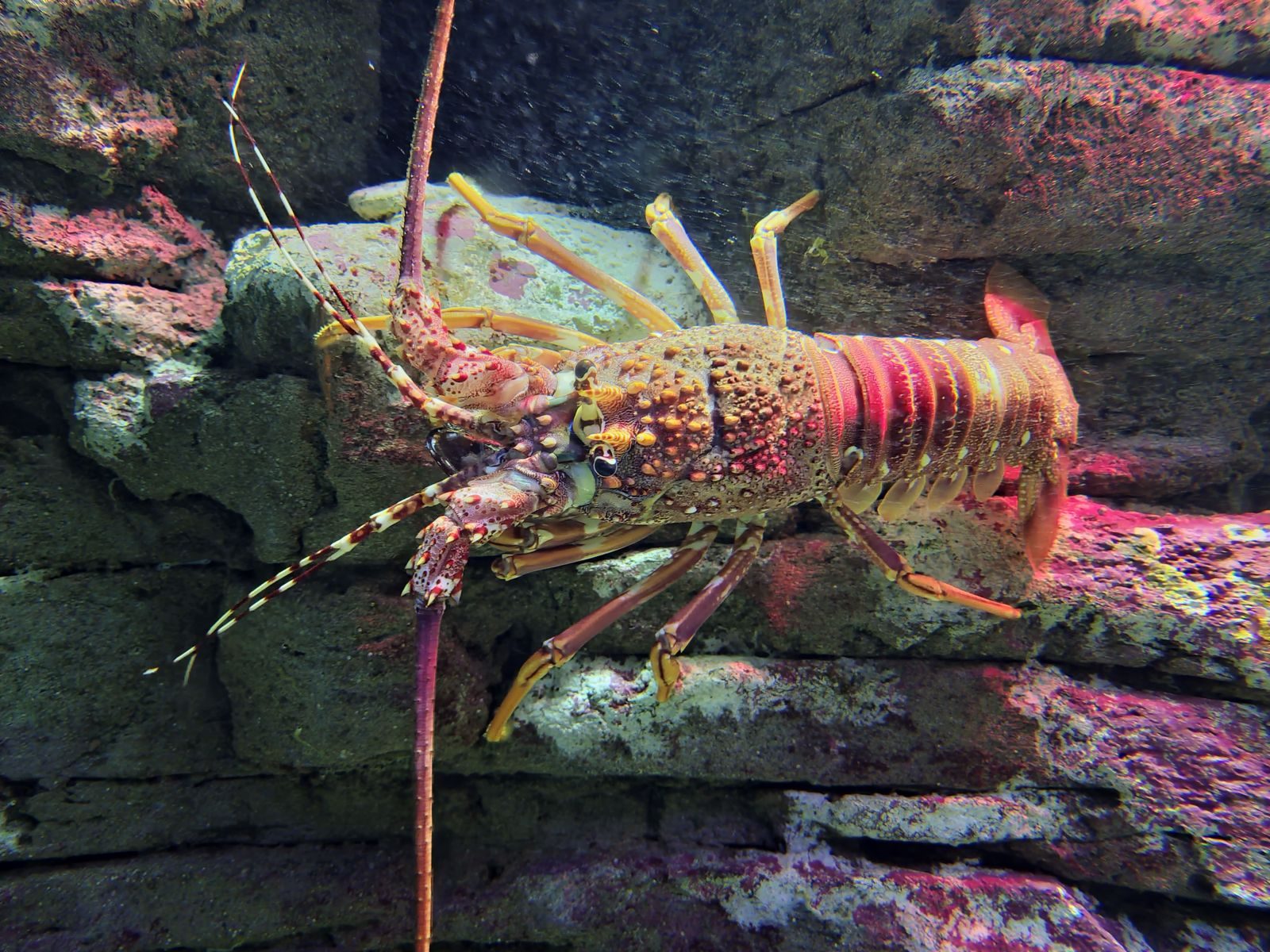 Rare two-toned lobster pulled from Cape Cod waters amazes scientists