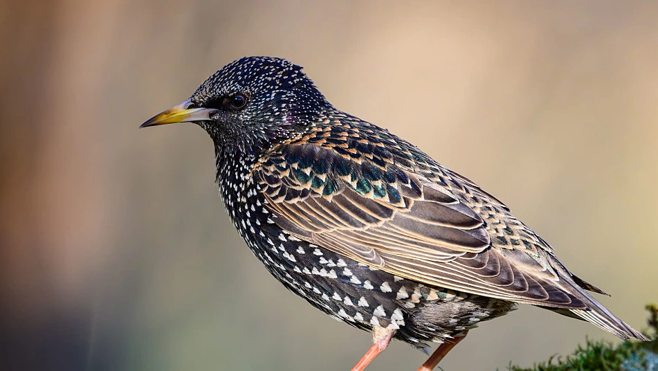 Strategies to keep starlings away from bird feeders