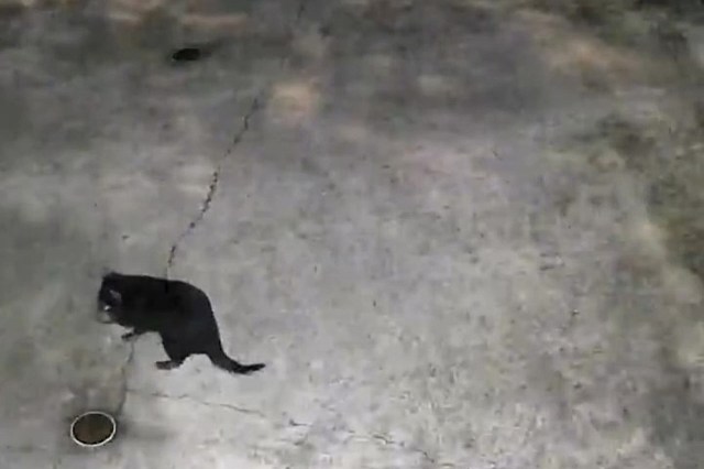 Homeowner checks security alert expecting a cat and finds a missing ...