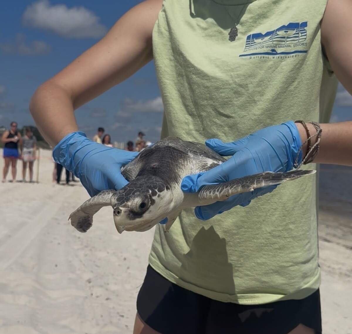 Hundreds gather to watch South MS release of one of world's rarest sea ...