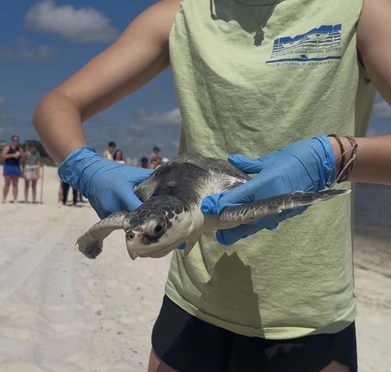 Hundreds gather to watch South MS release of one of world's rarest sea ...