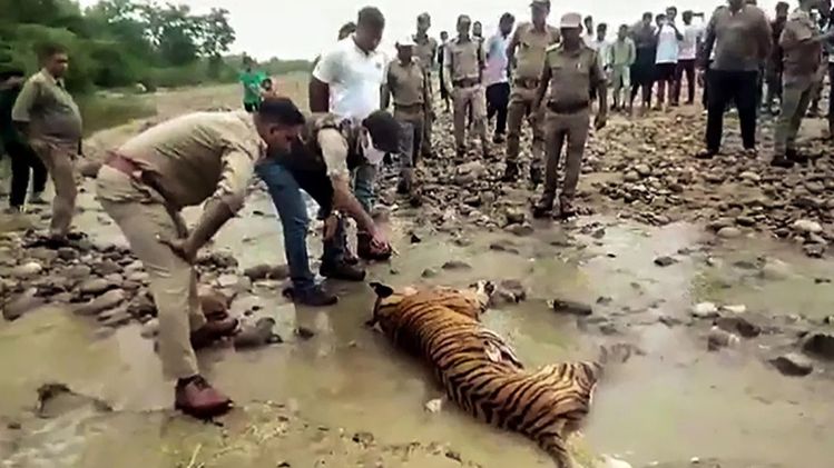 Royal Bengal tiger found mutilated in Assam, poaching suspected