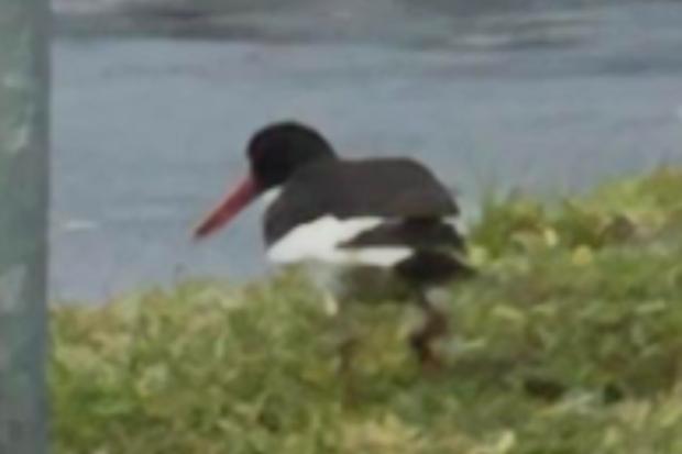 Discovery of unusual bird's nest causes construction work to halt