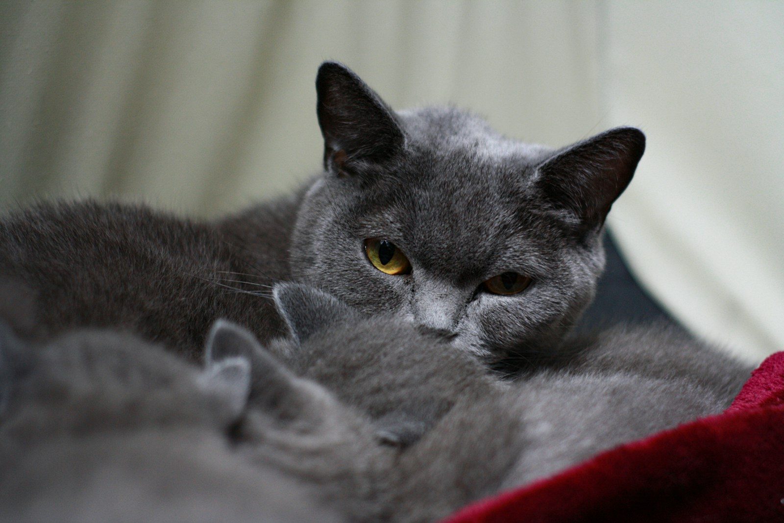 Why mother cats inspect their kittens so closely