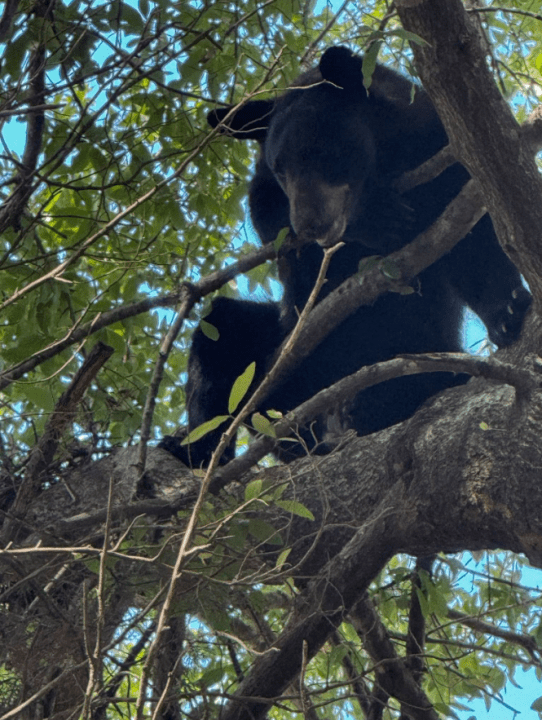 Photos: Hartford police find and relocate bear seen in town Thursday