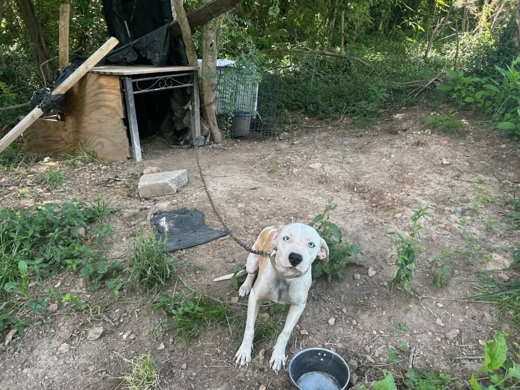 Middle TN man facing charges of animal cruelty after dogs found chained ...