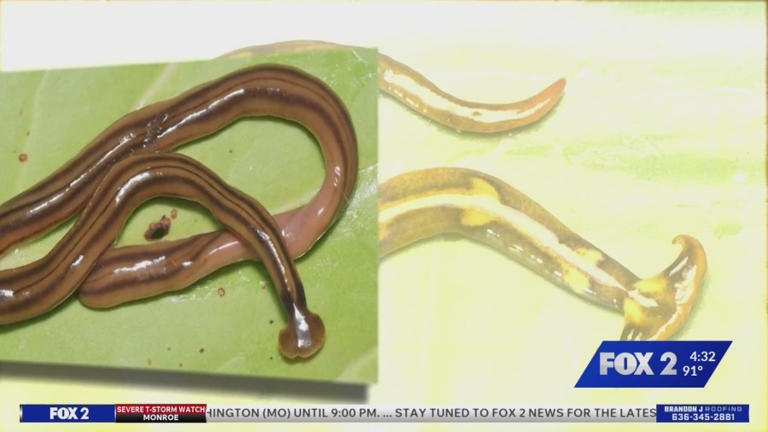 Officials warn of invasive hammerhead worm in St. Louis County