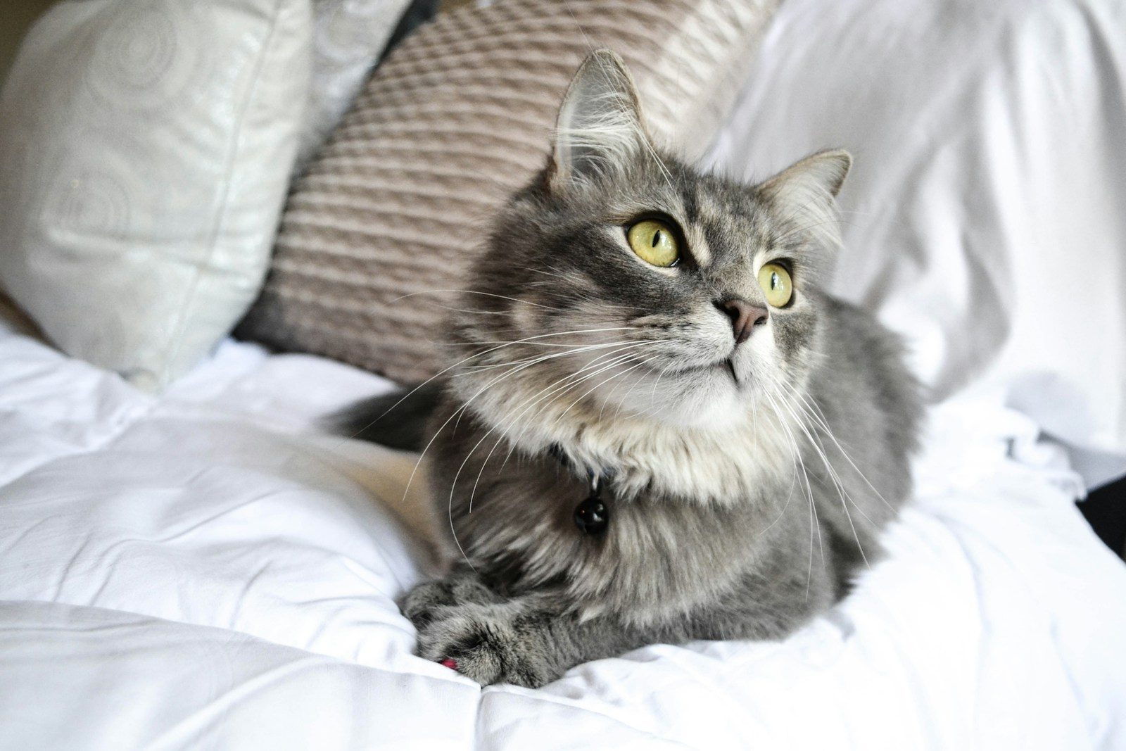 The rarest cat coat patterns in the entire world