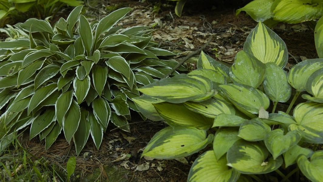 6 shade-loving perennials with deer resistance