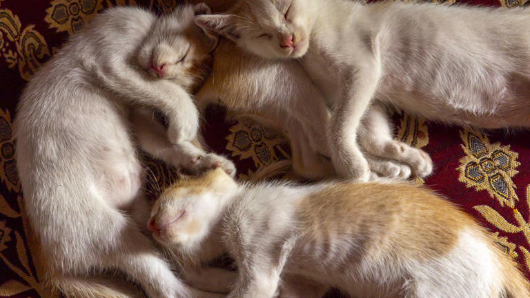 Mama cat snuggles all of her adult kittens—and she’s suddenly the ...