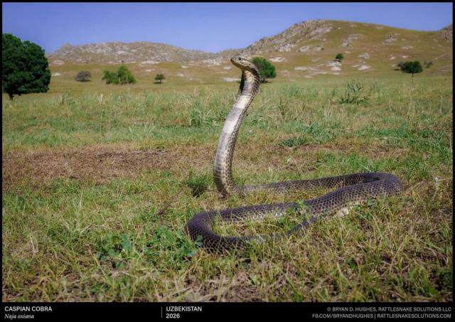 Wild Caspian cobra rears up on Uzbekistan's steppe — and its deadly ...