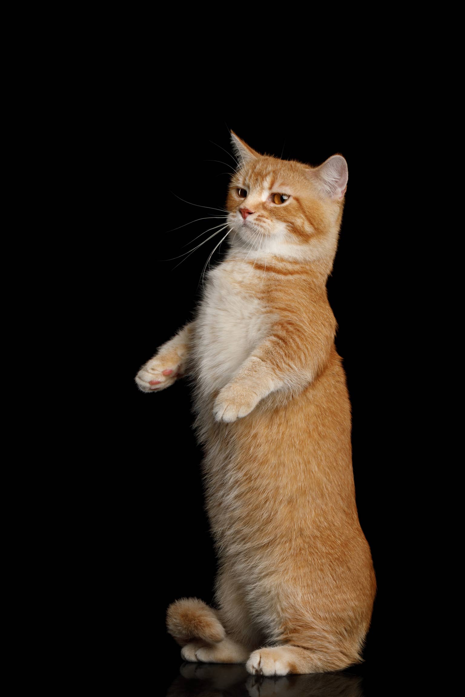 Bug the munchkin cat has hilarious reaction to a self-cleaning litter box
