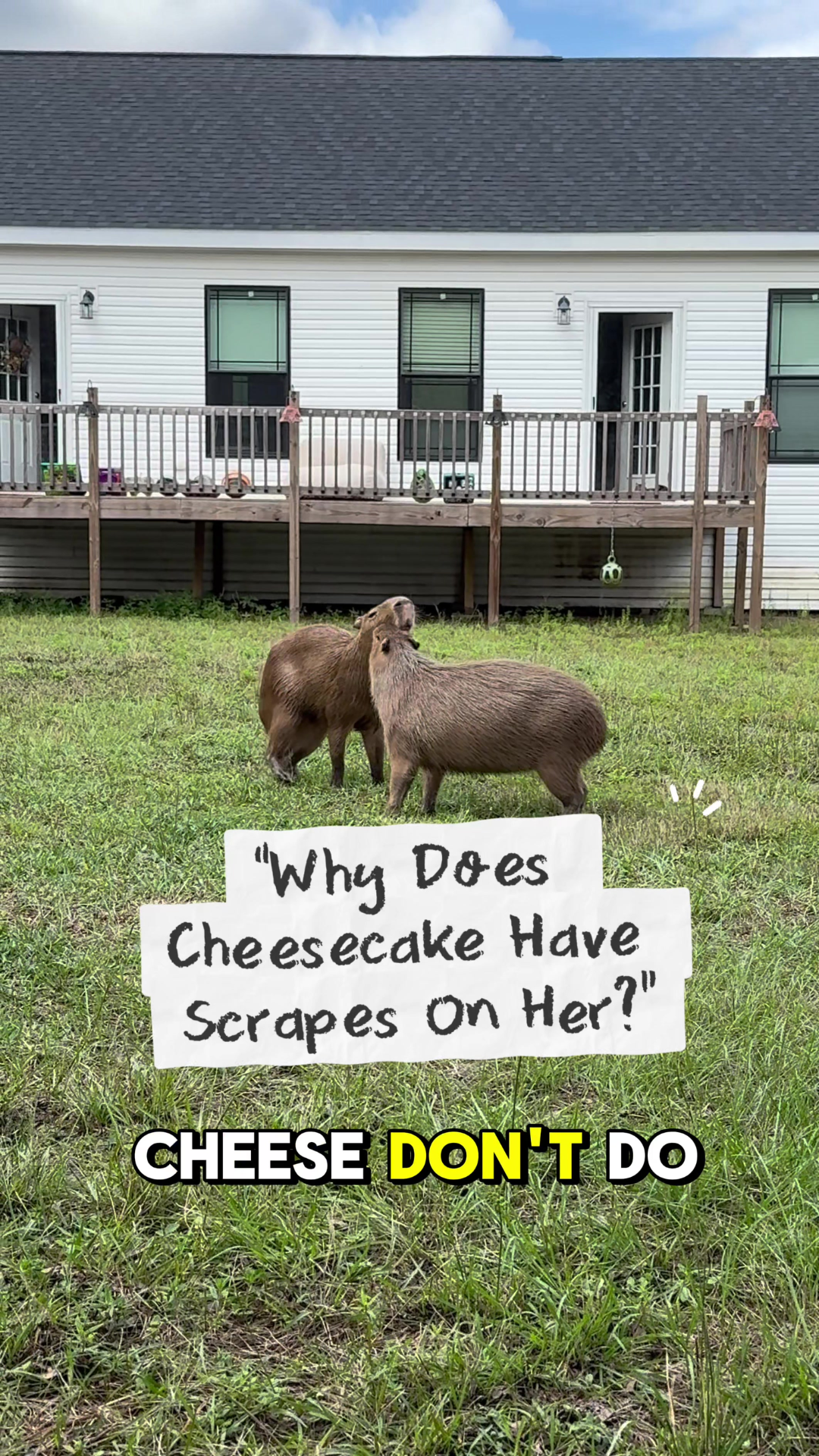 How capybaras show dominance and playful behavior