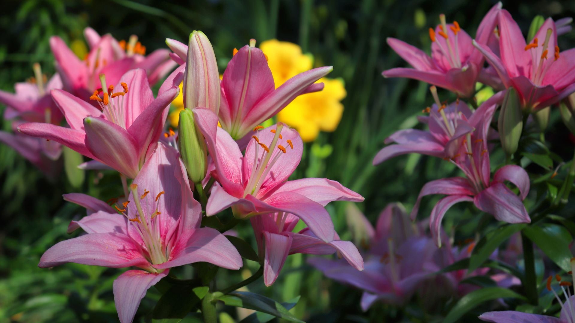 Looking for garden inspiration? These plants can be grown from bulbs ...