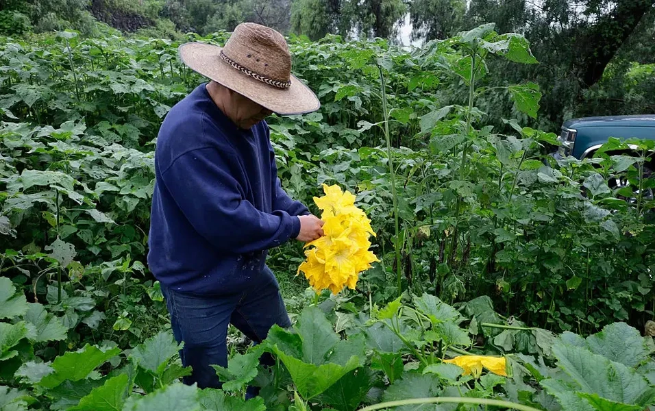 Pinching male squash blossoms may boost summer harvests