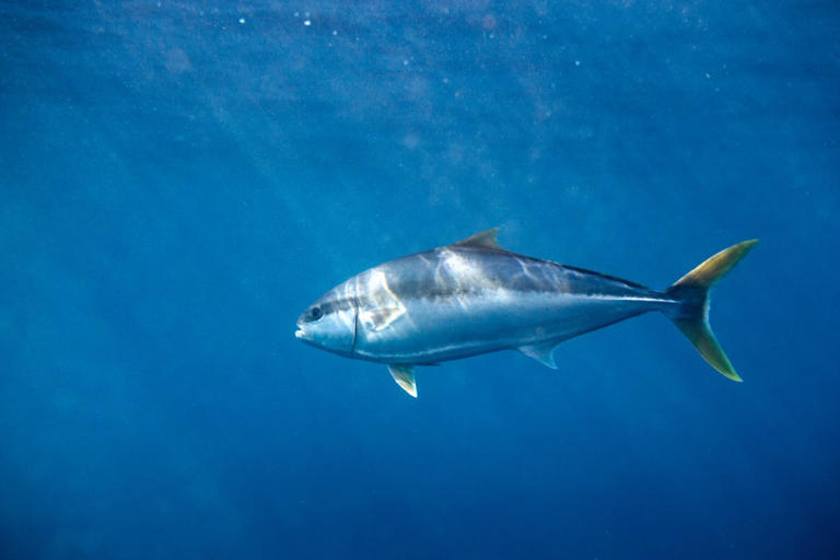 Trump opens half a million square miles of protected ocean to fishing