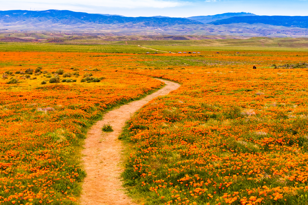 15 wildflower destinations worth planning a spring road trip around