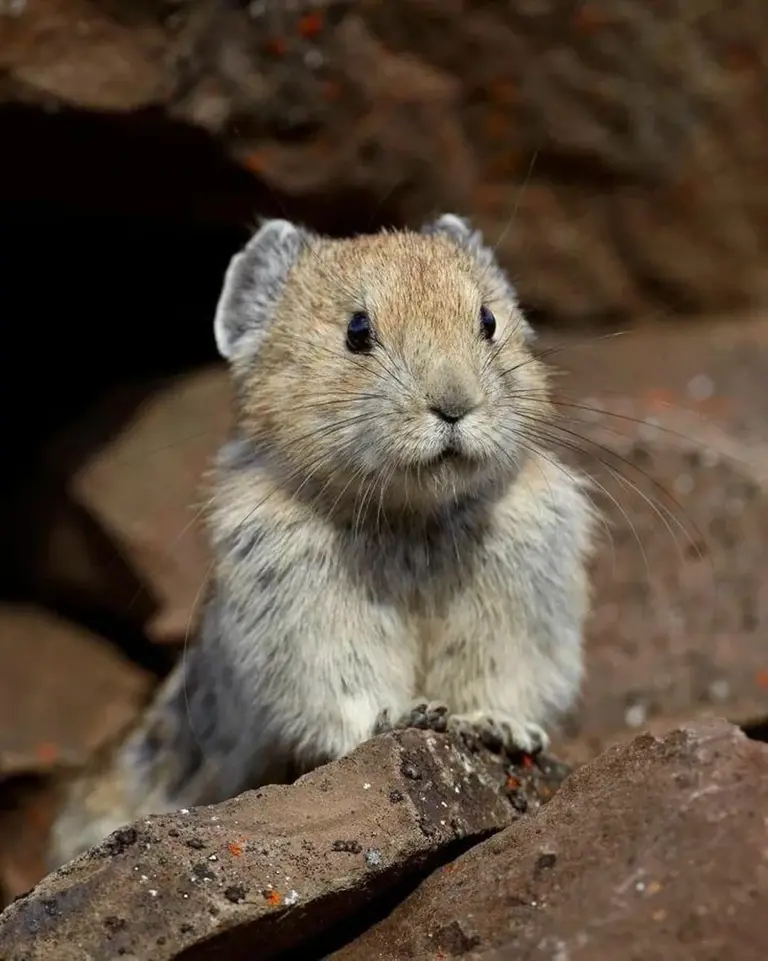 Hier kommt gaaaaaanz viel cuteness – und ein Tier der Woche, hurra!