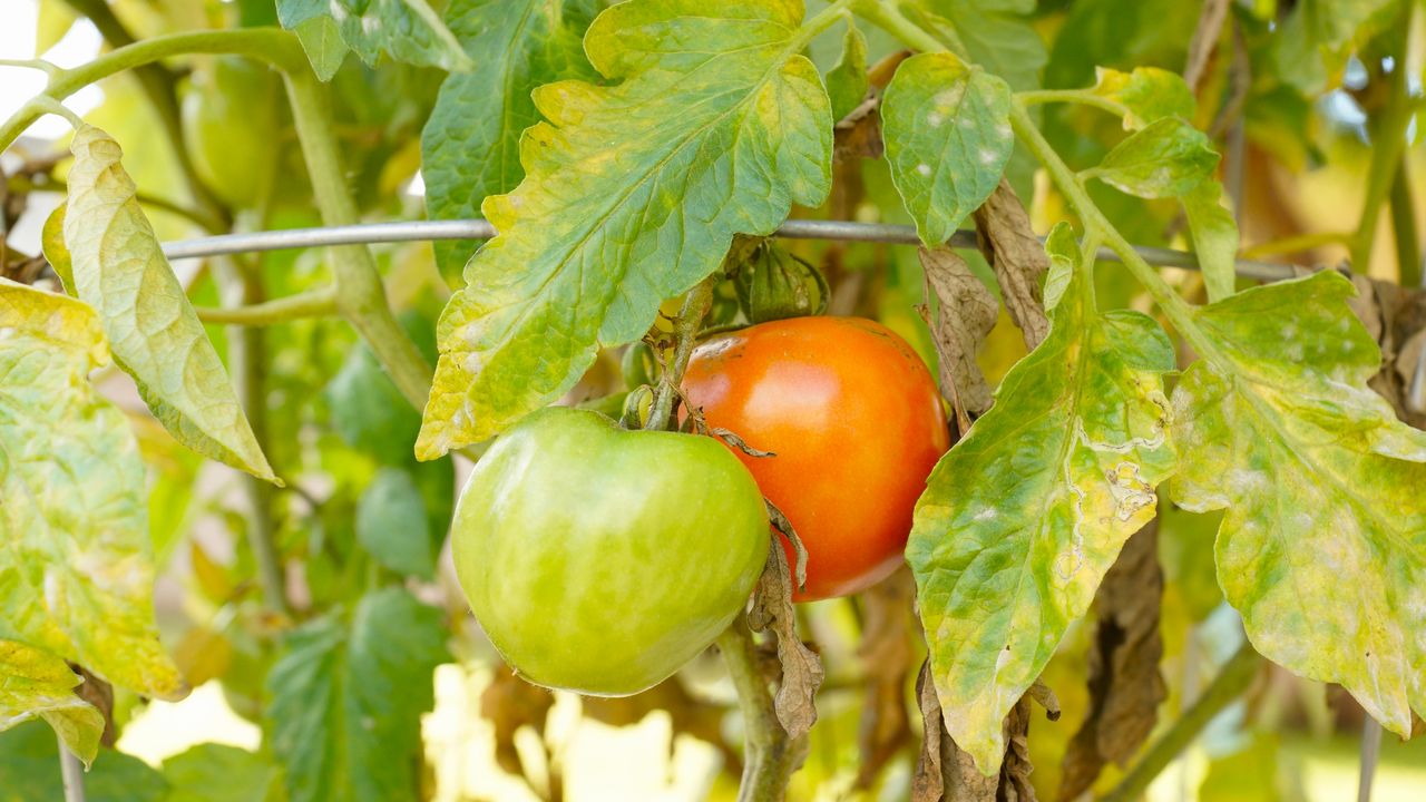 If your tomato leaves are turning yellow in June, these 3 common ...