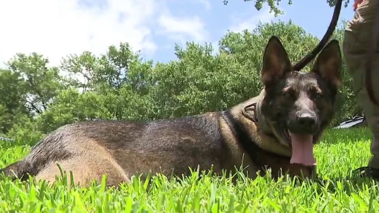Texas deploys K-9 teams for FIFA World Cup safety