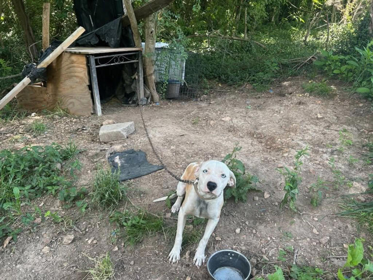 Middle TN man facing charges of animal cruelty after dogs found chained ...