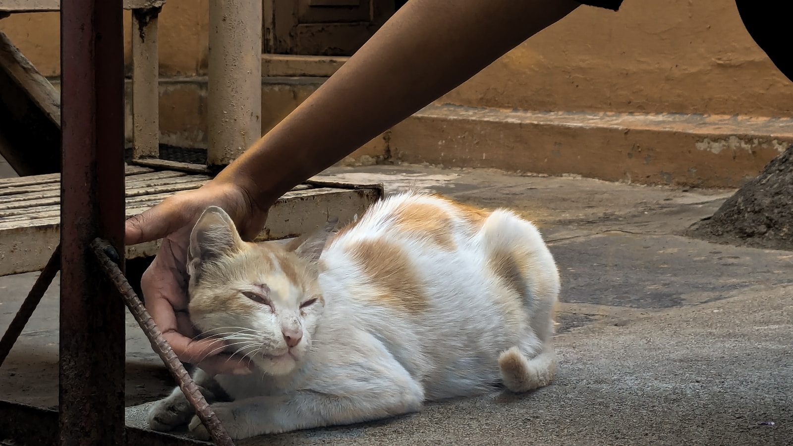 The moment a stray cat decided to trust a human