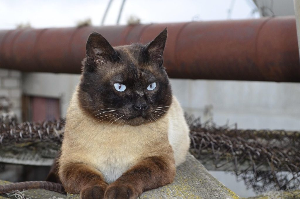 Why is your jealous cat blocking you from petting other pets?