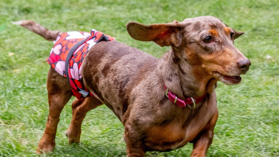 Caring for and understanding miniature dachshunds