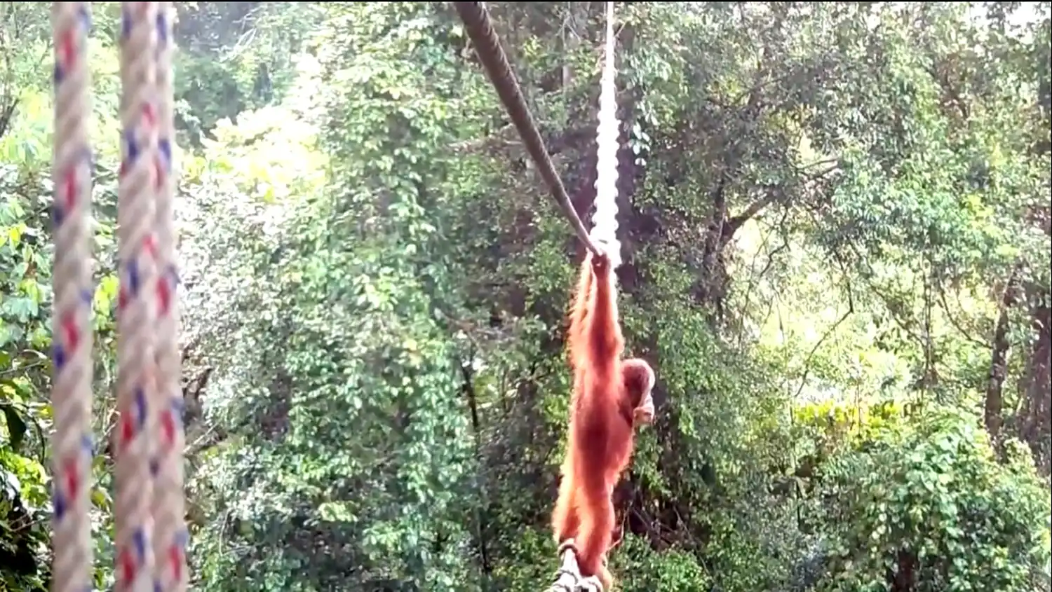 A wild orangutan was seen using a canopy bridge, and it could be a big ...