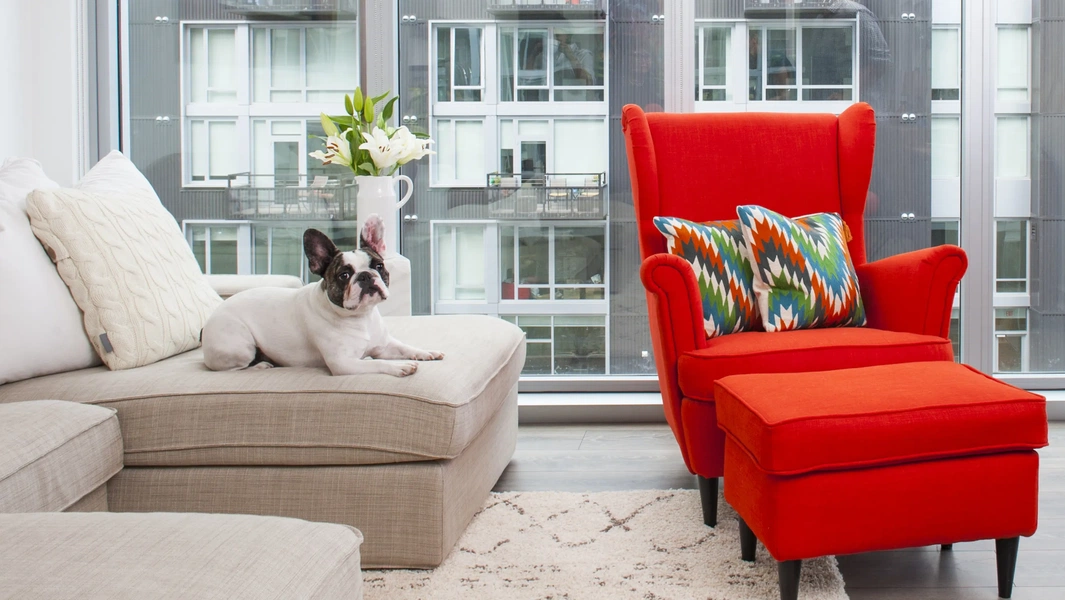 11 calm dog breeds perfect for apartment living