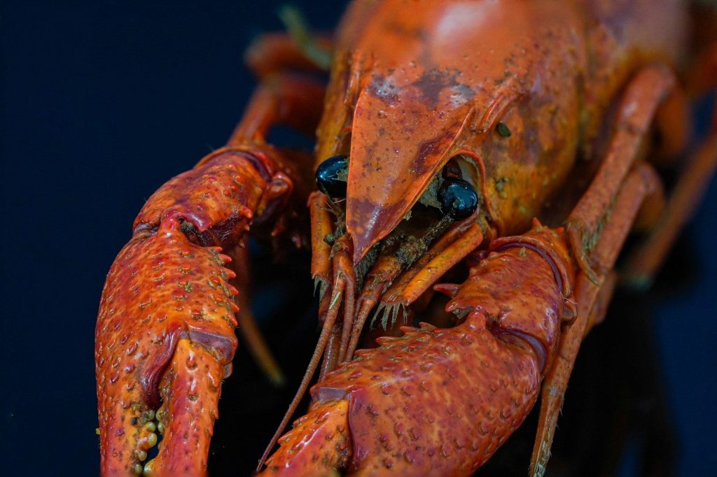 Rare two-toned lobster pulled from Cape Cod waters amazes scientists