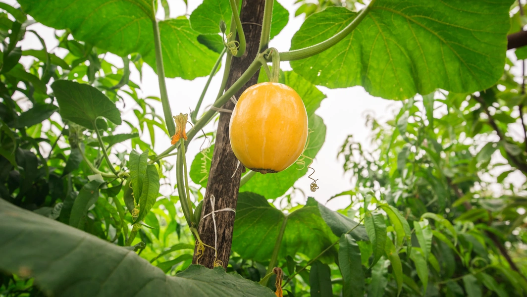 Pinching male squash blossoms may boost summer harvests