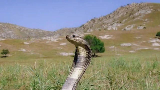Wild Caspian cobra rears up on Uzbekistan's steppe — and its deadly ...