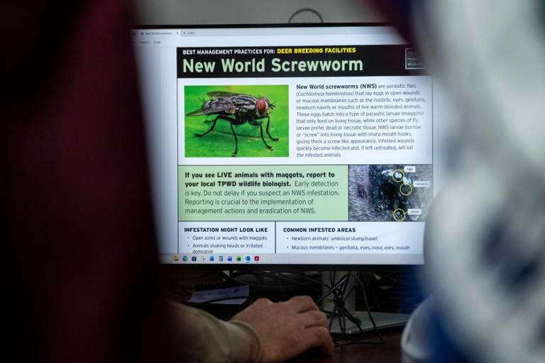 Map: Where have New World screwworm cases been reported in Texas?
