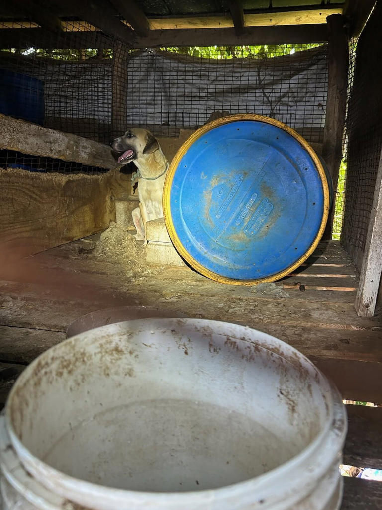 Middle TN man facing charges of animal cruelty after dogs found chained ...