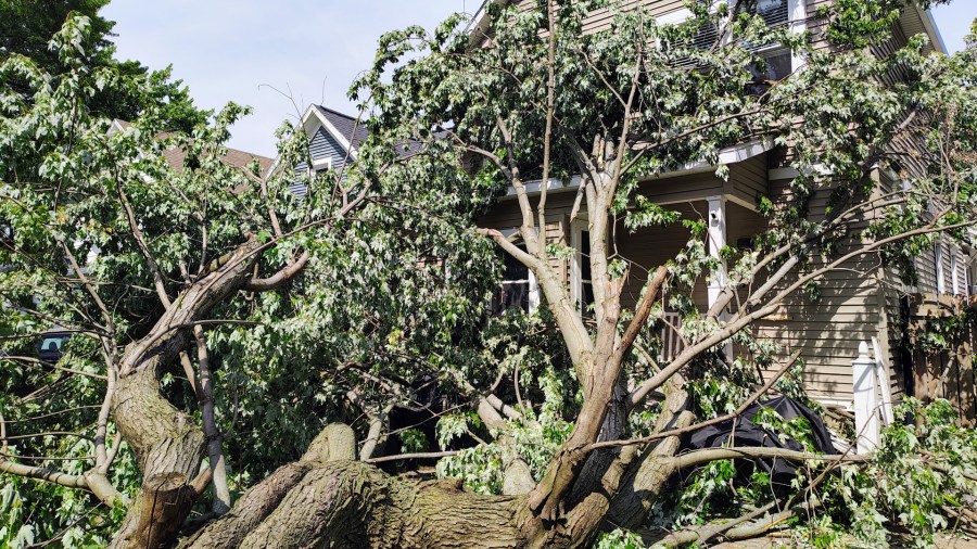 Video: Falling tree just misses Grand Rapids radio DJ