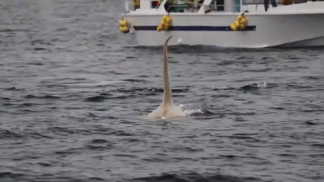 Incredible encounter: Rare white orca surfaces near tour boat in Japan