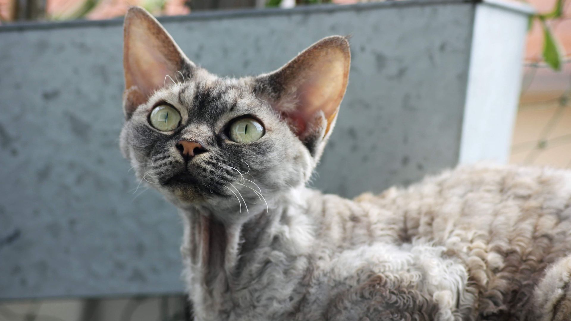 Things to know about Devon Rex cats
