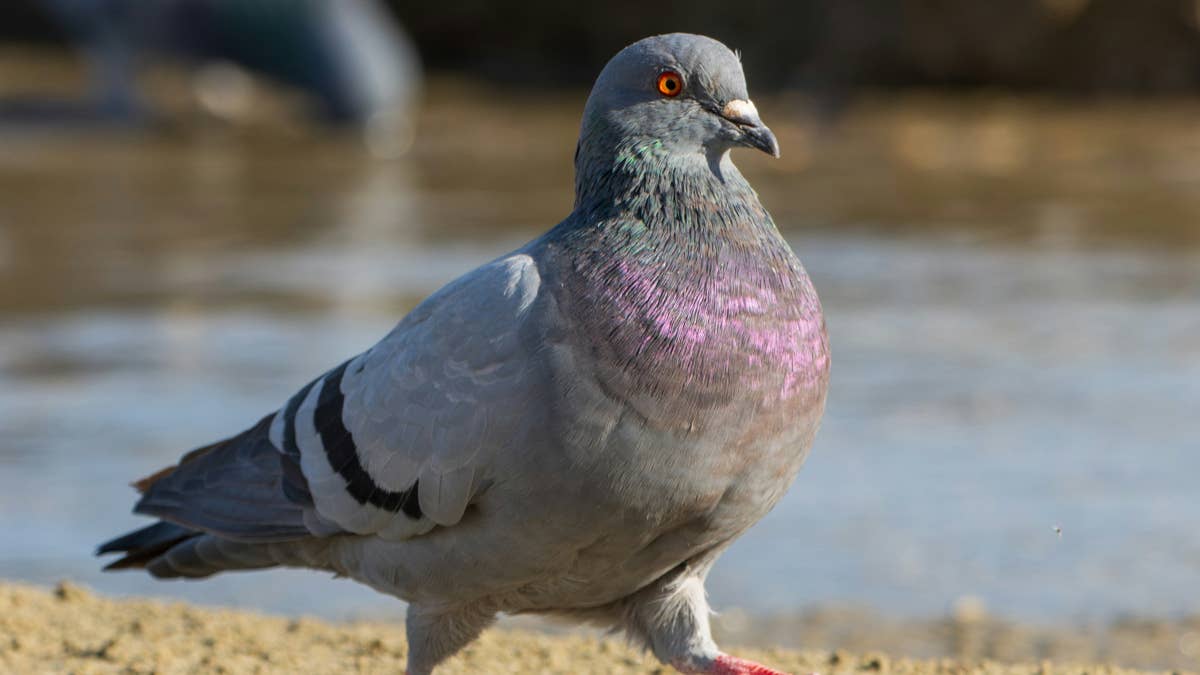 This pet pigeon is shockingly polite when bath time rolls around