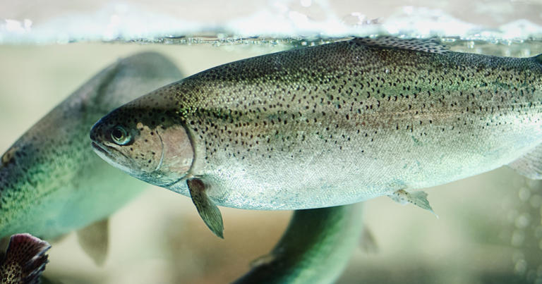 American fish first? UNH leads effort to boost domestic supply