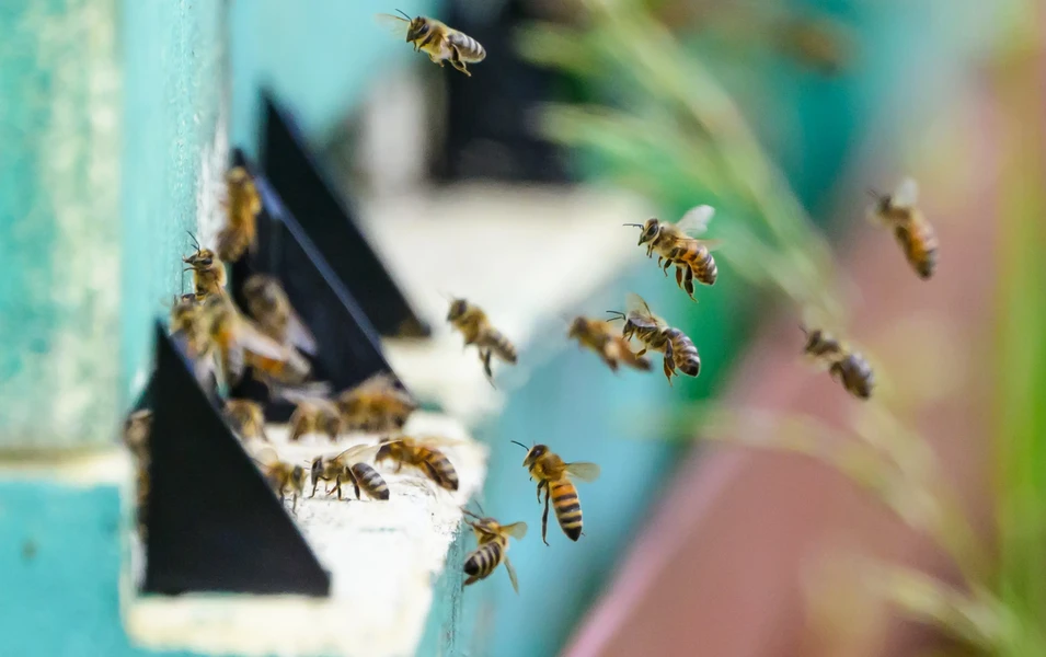 Tamil Nadu pushes bee corridor plan to protect pollinators