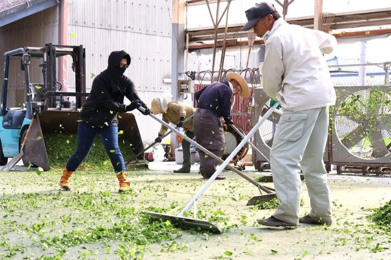 広がる緑のじゅうたん 上板町で「藍粉成し」始まる