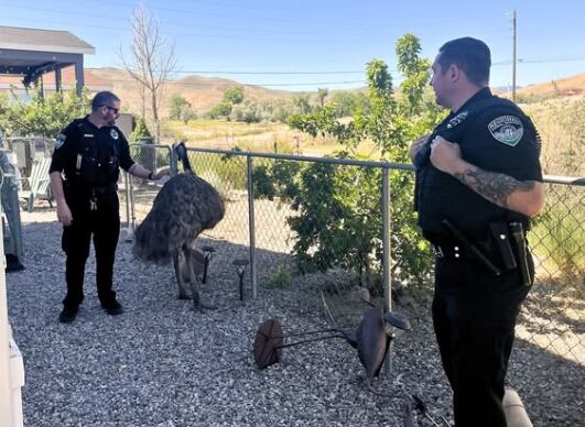Emu found wandering the community