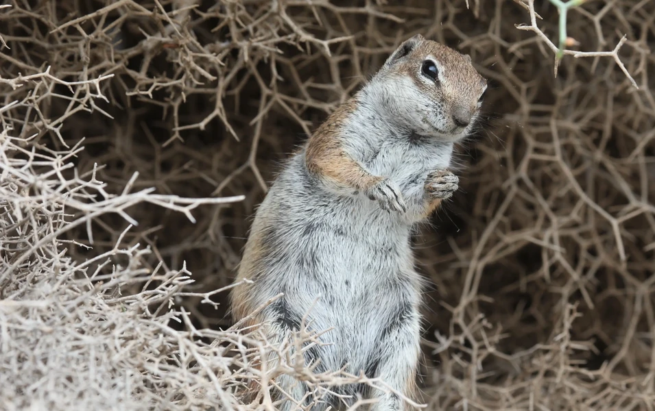 Ancient Yukon squirrel droppings yield 700,000-year-old DNA trove