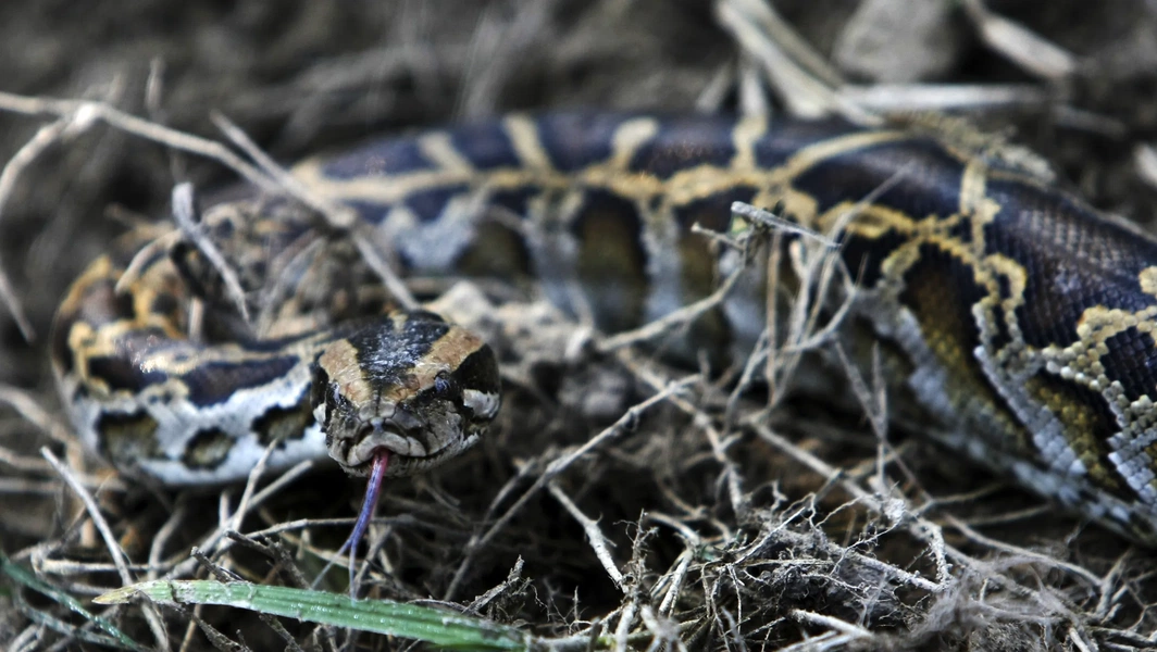 Powerful constrictor snakes and their hunting abilities
